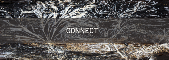 Connect – Root and Spore